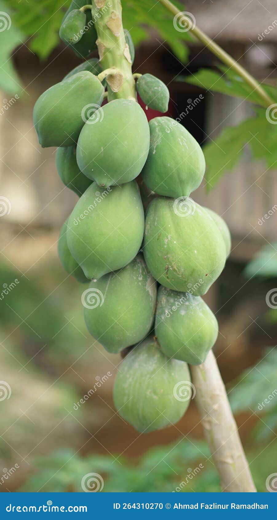 Rows of young papayas stock photo. Image of flower, fruit - 264310270