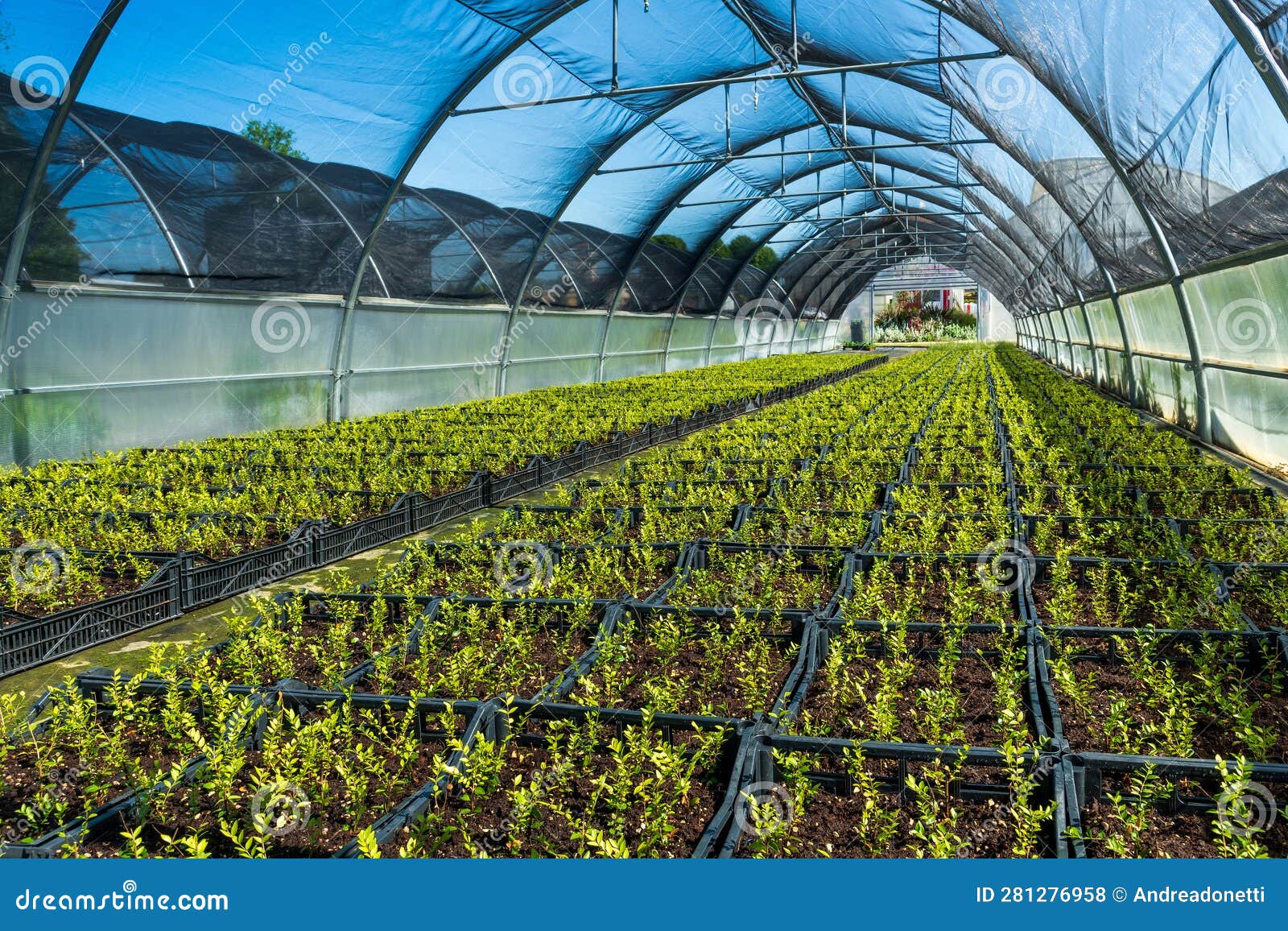Rows of Young Plants Growing in Greenhouse Stock Photo - Image of ...
