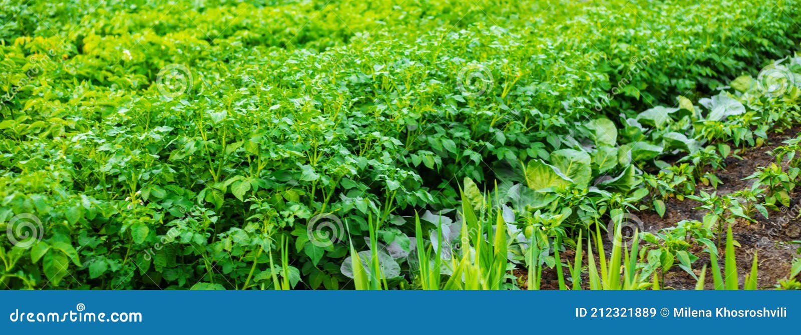 The Rows of Young Plants Growing in the Greenhouse Stock Image - Image ...