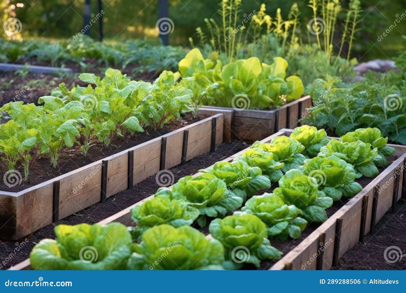 Rows of Young Plants in a Raised Garden Bed Stock Photo - Image of ...