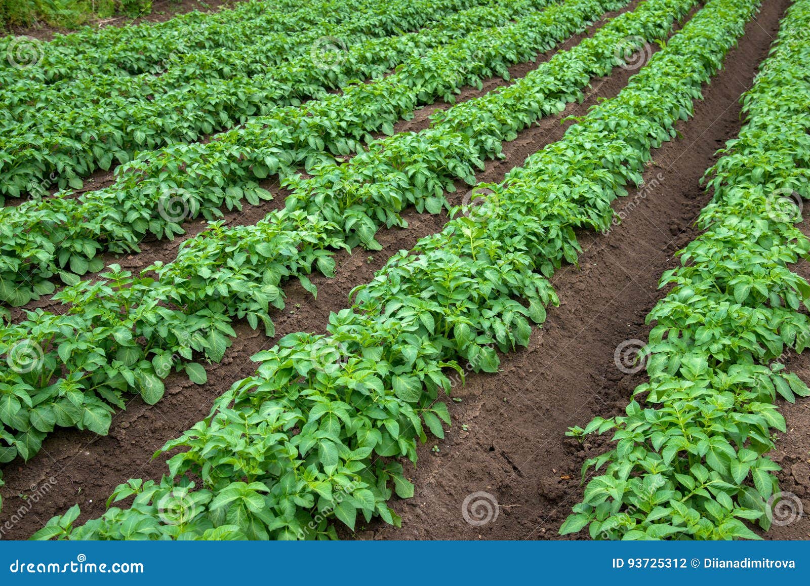 Rows of Young Potato Plants on the Field Stock Photo - Image of grow ...