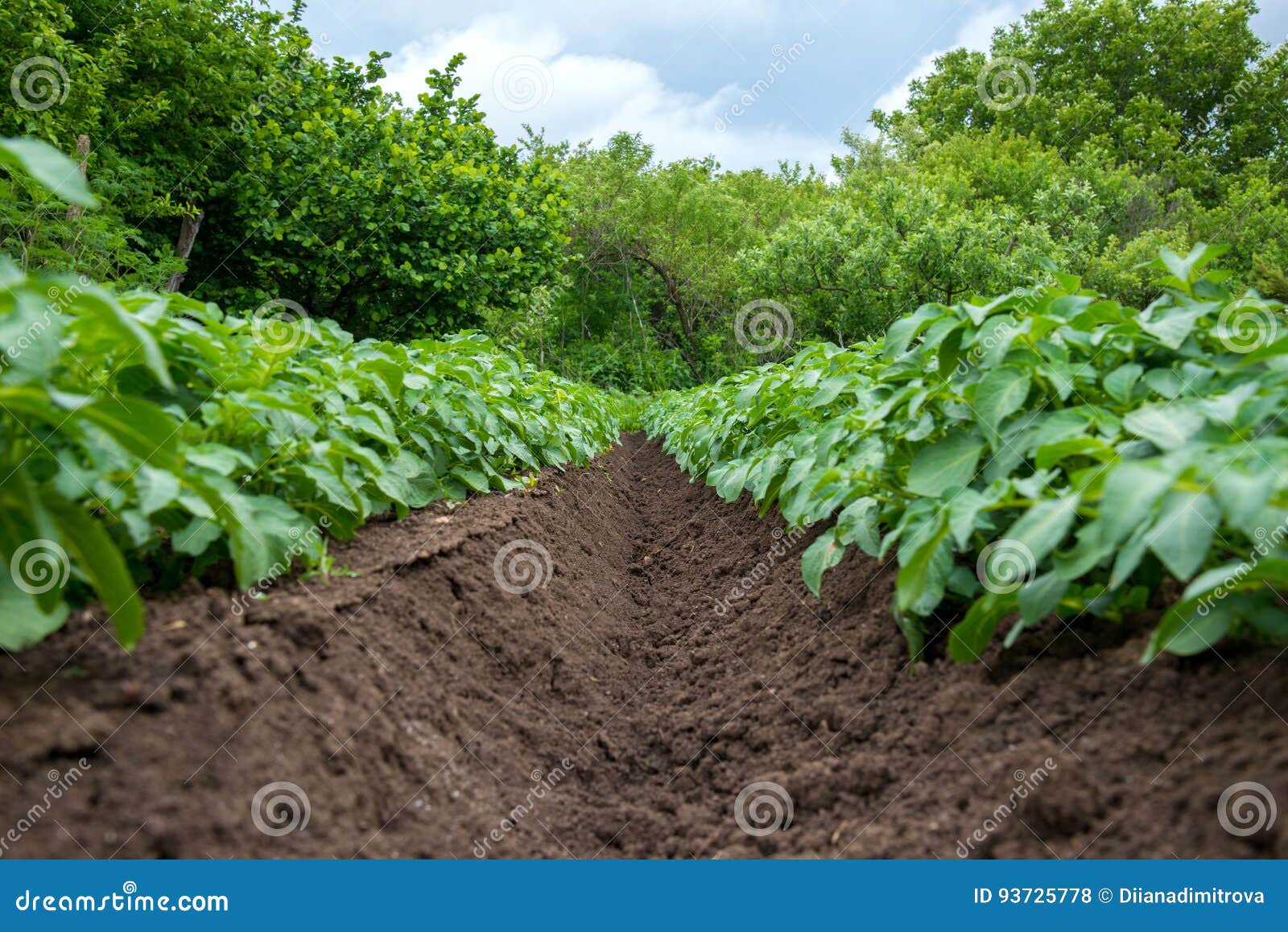Rows of Young Potato Plants on the Field Stock Photo - Image of farming ...