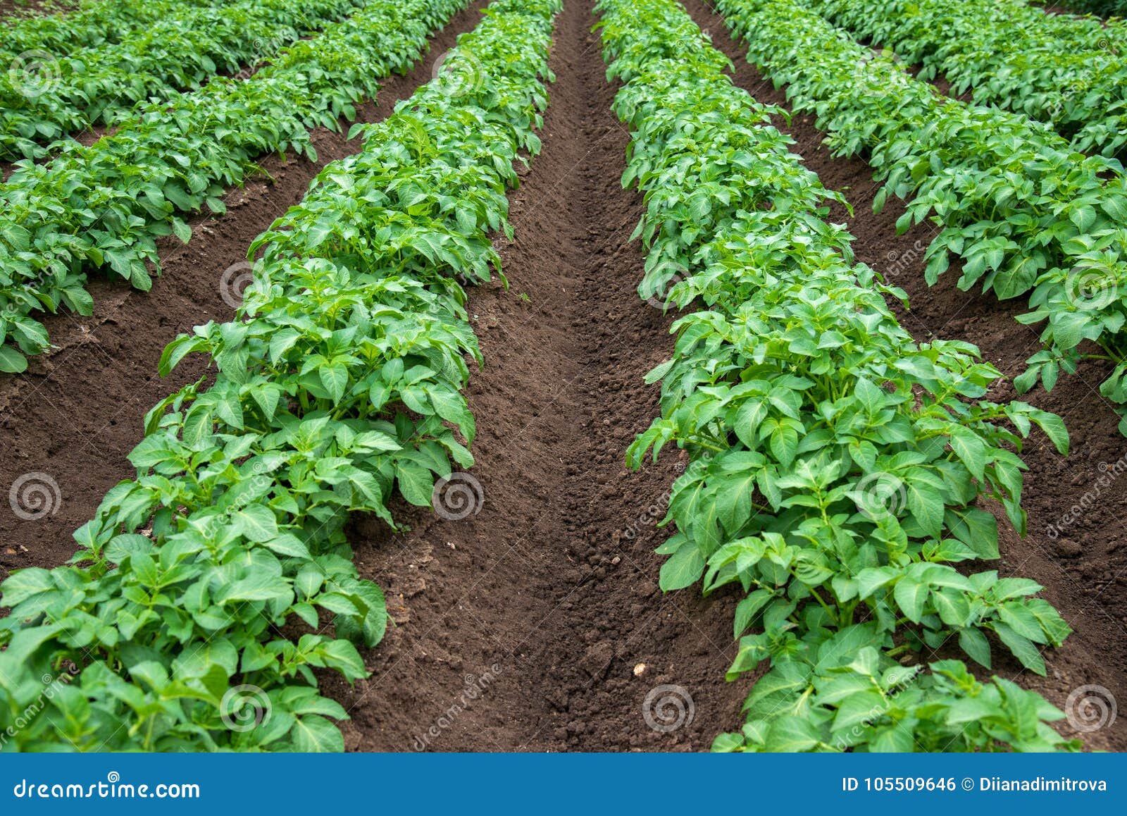 Rows of Young Potato Plants on the Field Stock Photo - Image of ...
