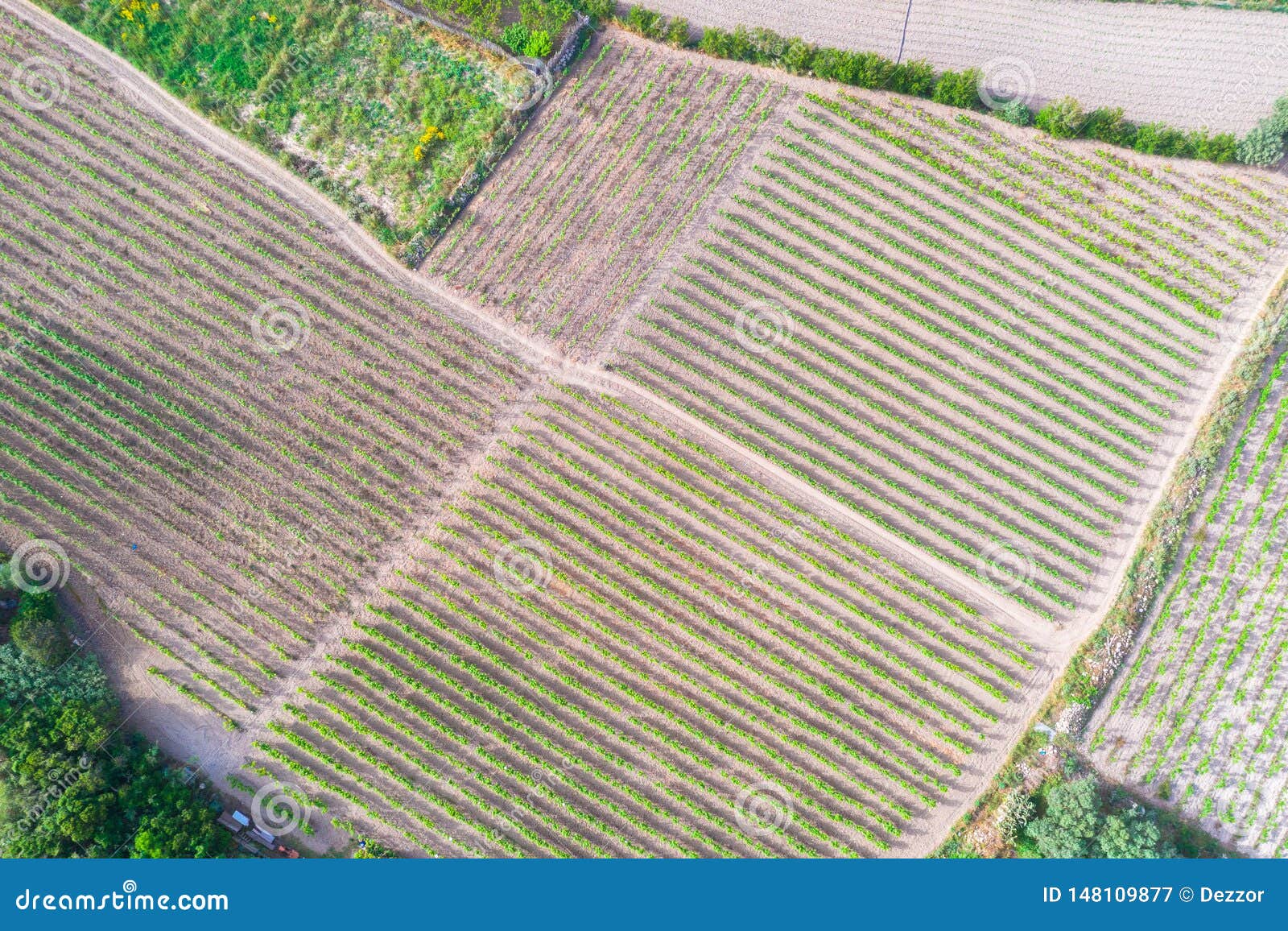 Rows of Young Seedlings Grape Vines Top Aerial View Over Vineyard ...
