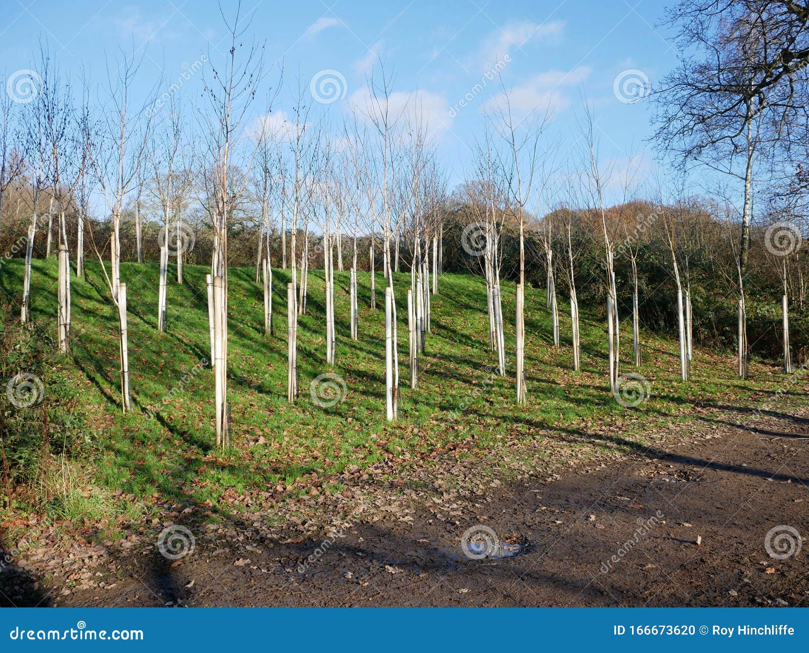 Rows of Young Silver Birch Trees Stock Photo - Image of park, silver ...