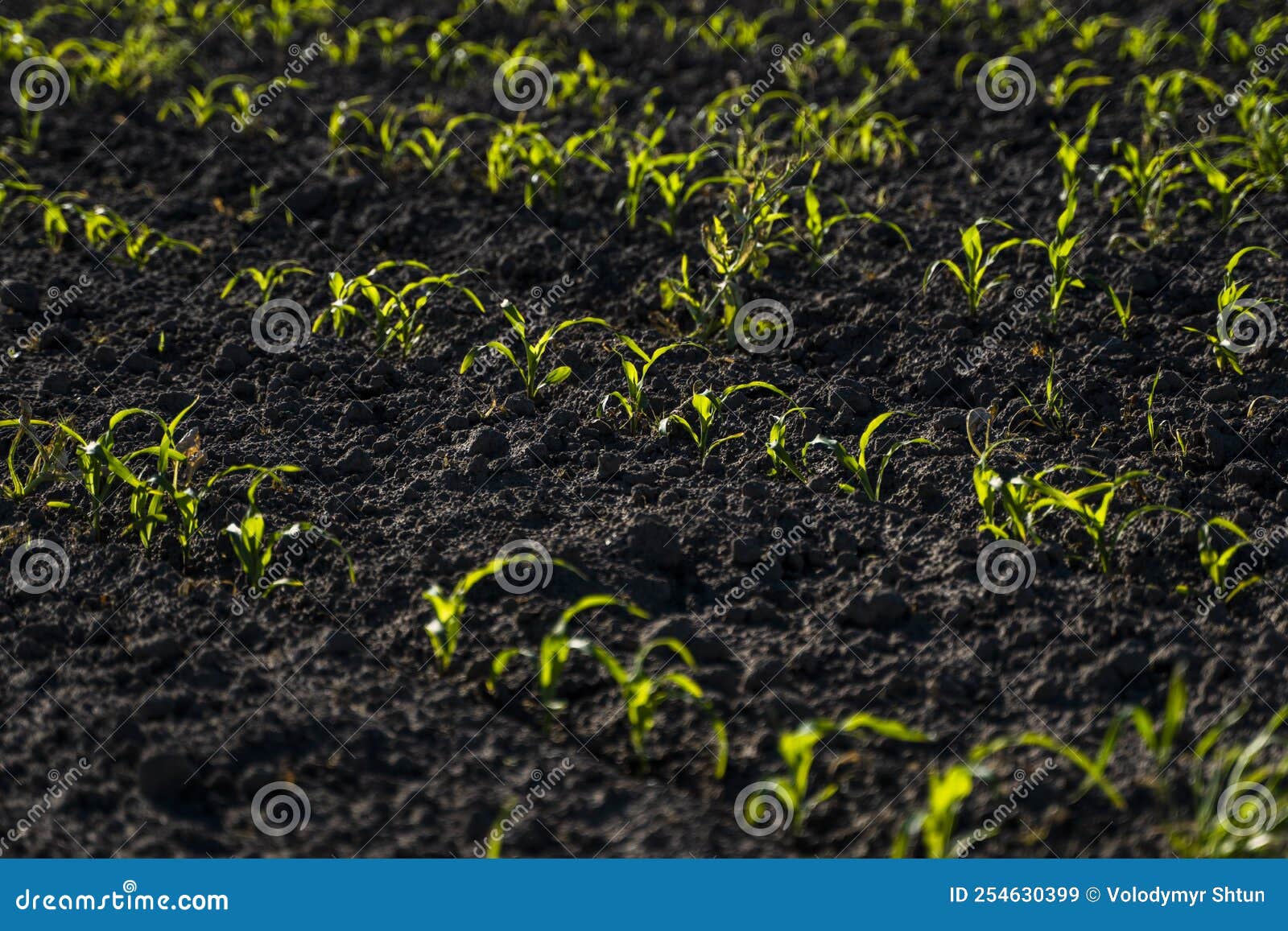 Rows of Young Small Corn Plants at Farm Agricultural Field, Summer Time ...