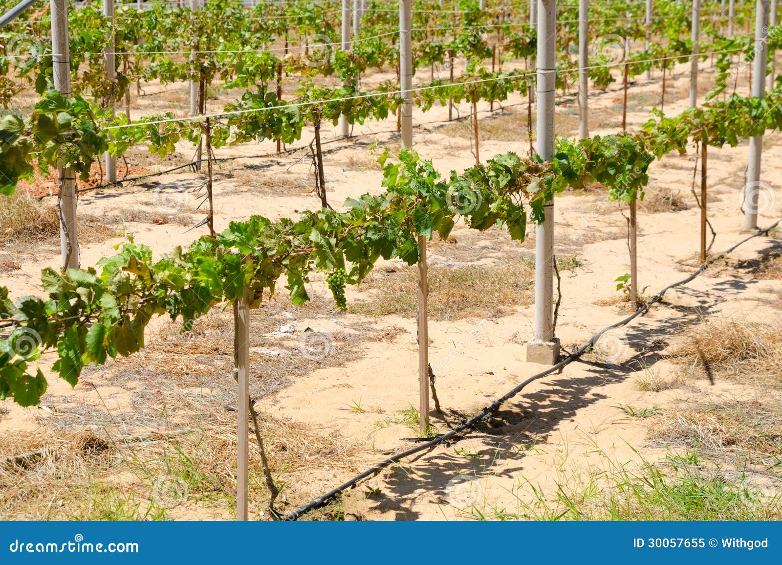 Vineyard stock image. Image of style, life, line, cultivation - 30057655