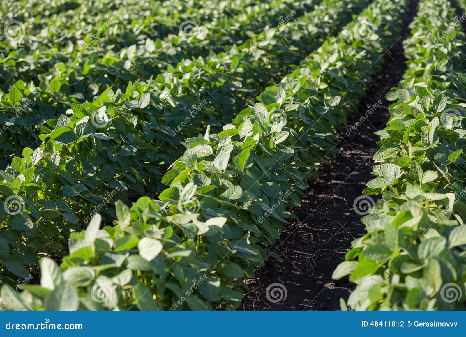 Rows of Young Soybean Plants Stock Photo - Image of leaf, soybean: 48411012