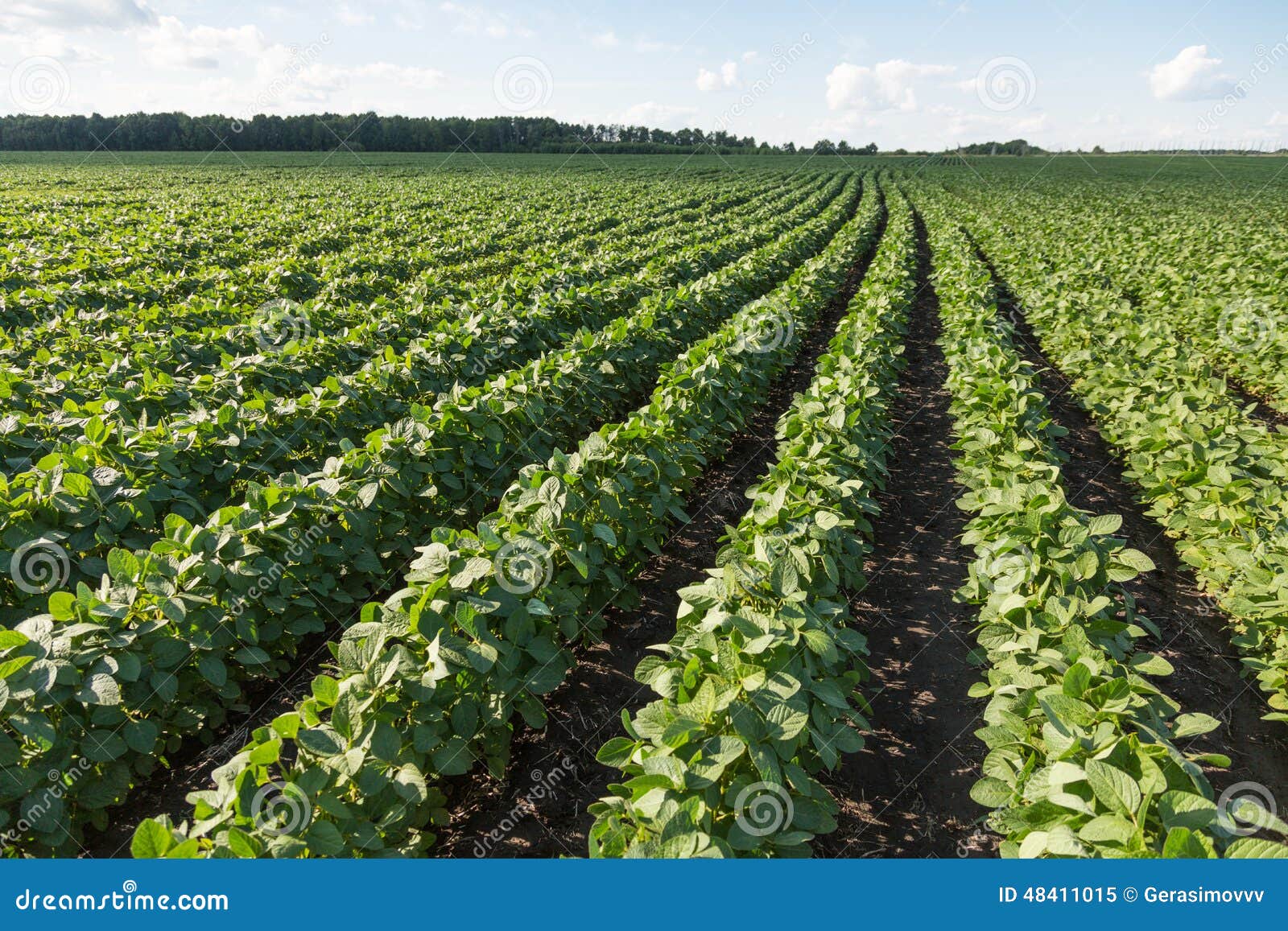 Rows of Young Soybean Plants Stock Image - Image of soybean, land: 48411015
