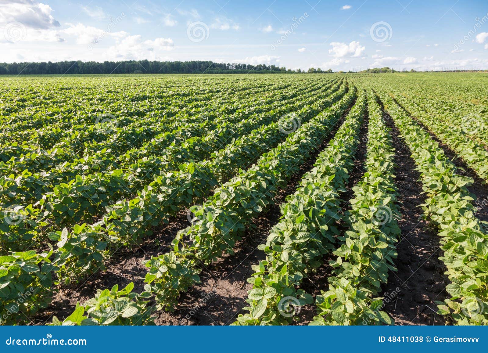 Rows of Young Soybean Plants Stock Photo - Image of bean, crop: 48411038