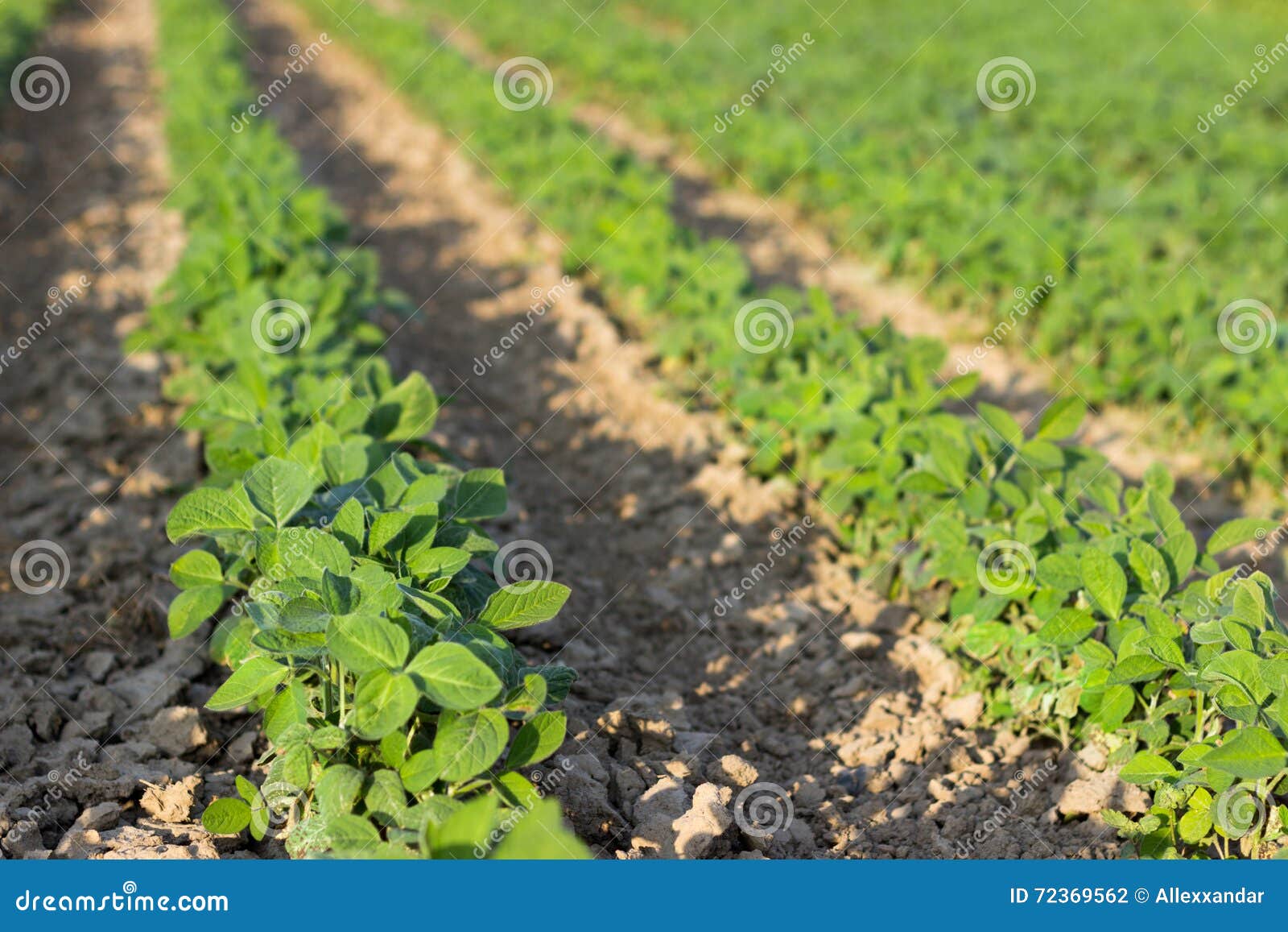 Rows of Young Soybean Plants in a Field Soybean Field Rows in Summer ...