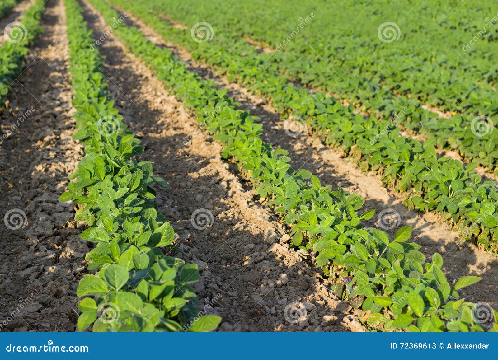 Rows of Young Soybean Plants in a Field Soybean Field Rows in Summer ...
