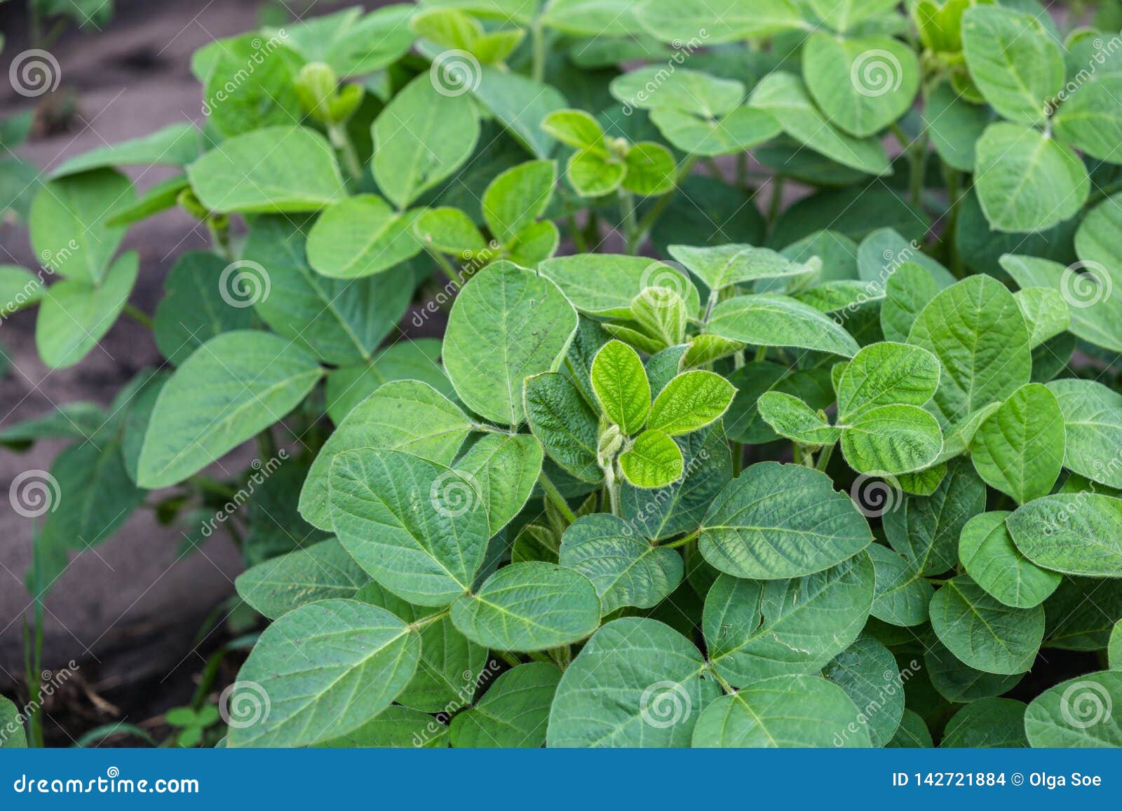 Fresh Green Soy Plants on the Field in Spring Stock Photo - Image of ...