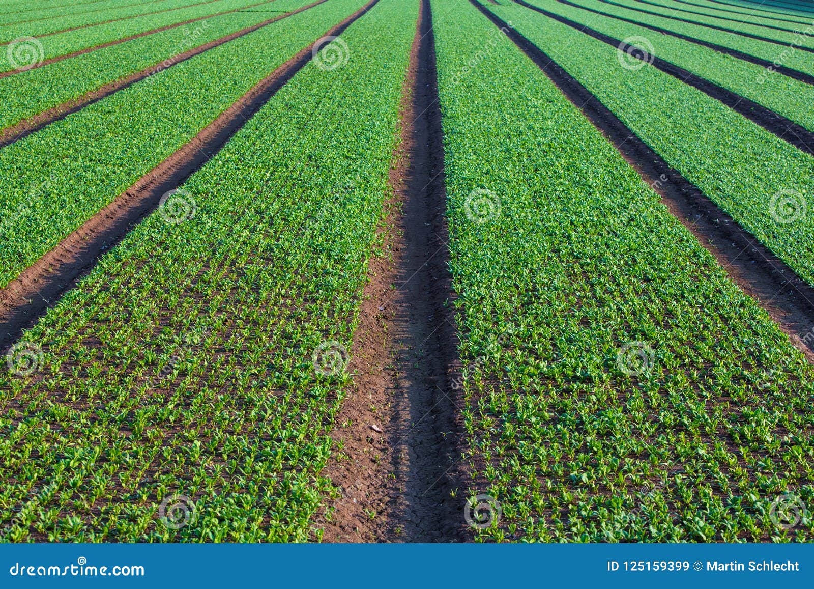 Detail of a Fresh Spinach Field Stock Image - Image of vitamines, fresh ...