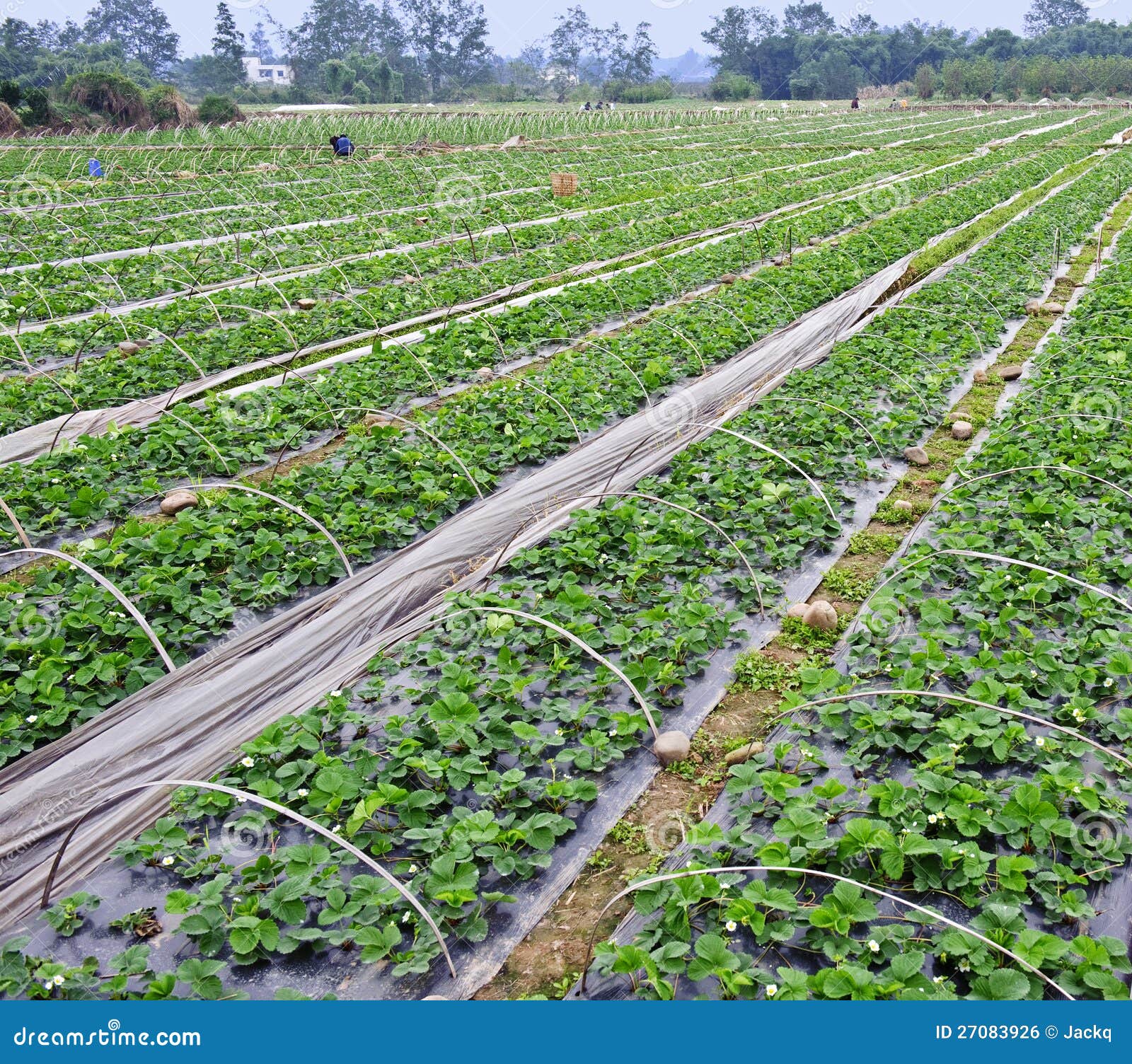 Rows of Young Strawberry Field Stock Photo - Image of ridge, ranch ...