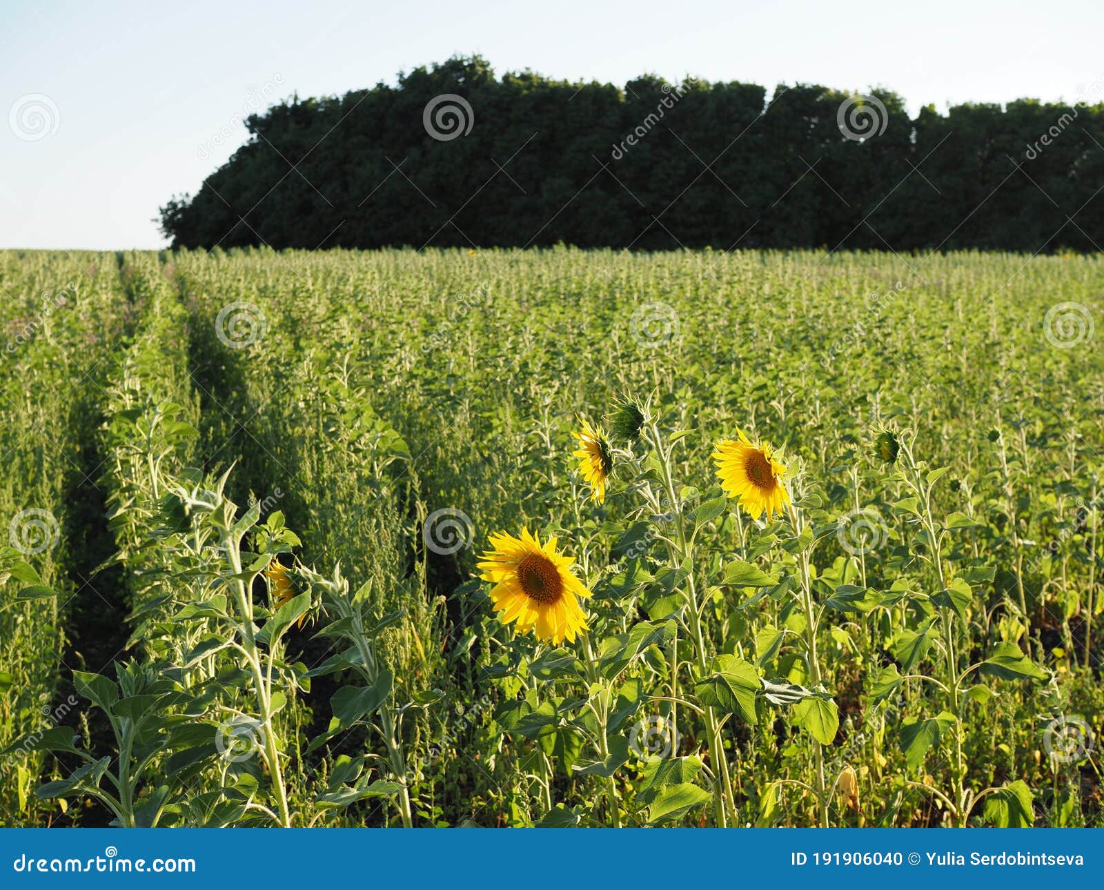 Rows of Young Sunflowers in the Field at Sunset Stock Photo - Image of ...