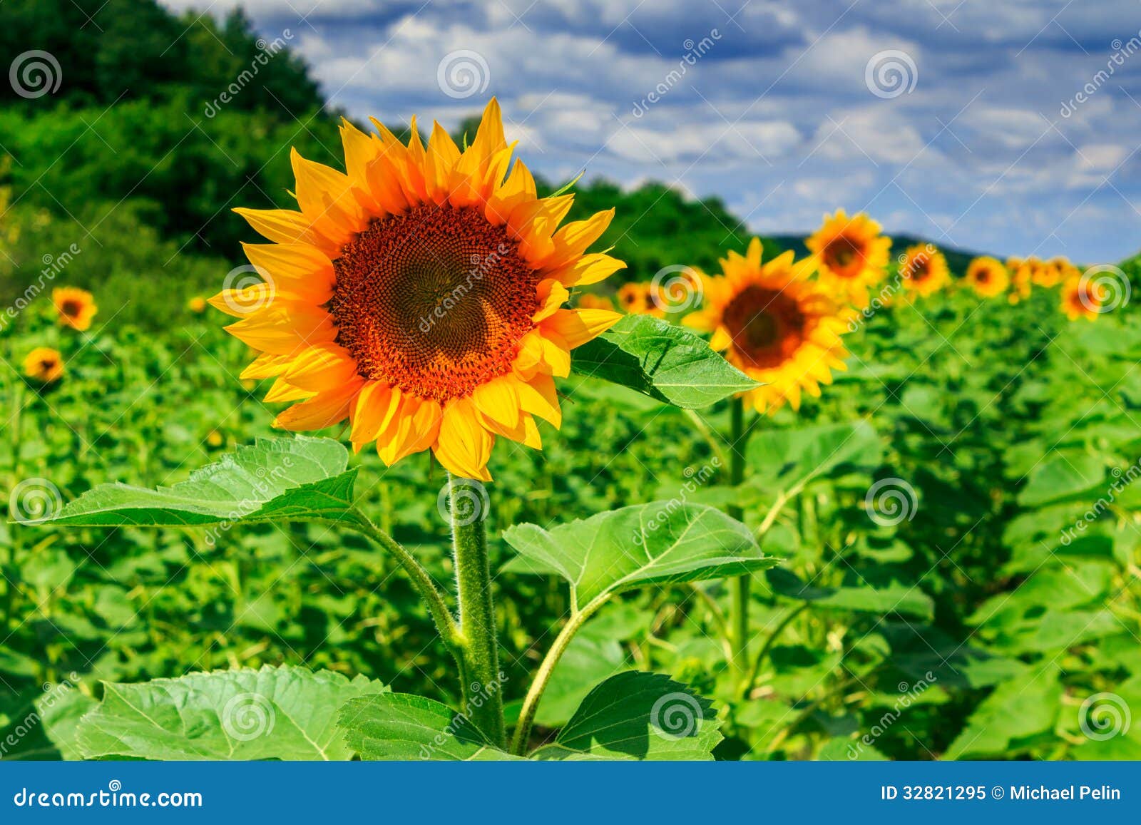 Rows of Young Sunflowers Horizontal Stock Image - Image of nature, head ...