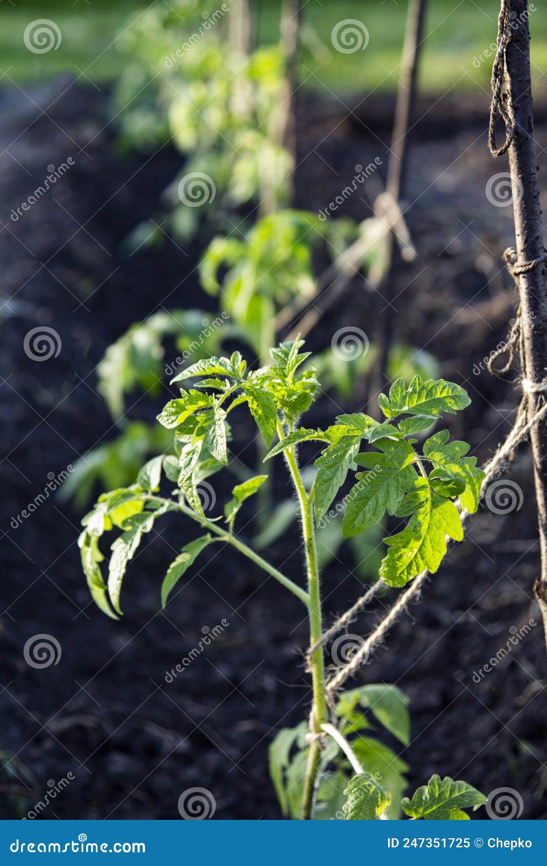 Rows of Young Tomato Plants on Field. Agriculture Concept Stock Image ...