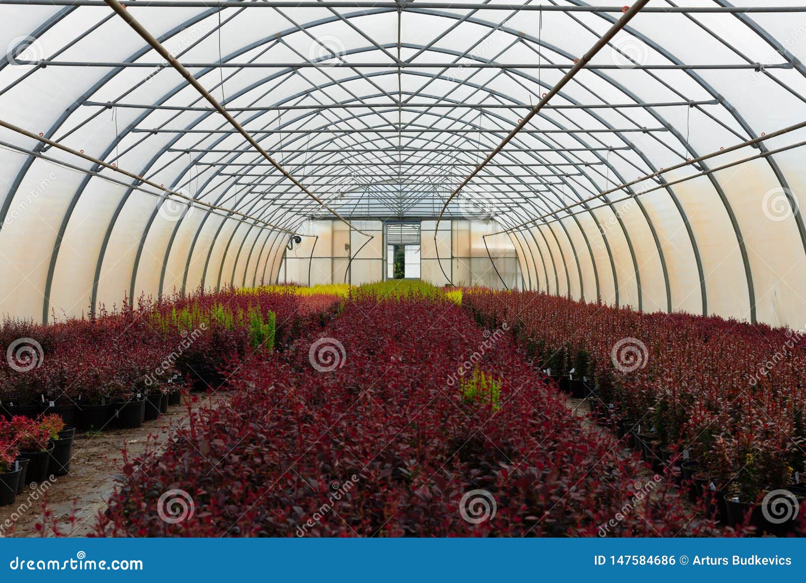 Rows of Young Tree Plants in a Nursery Greenhouse Store Stock Photo ...
