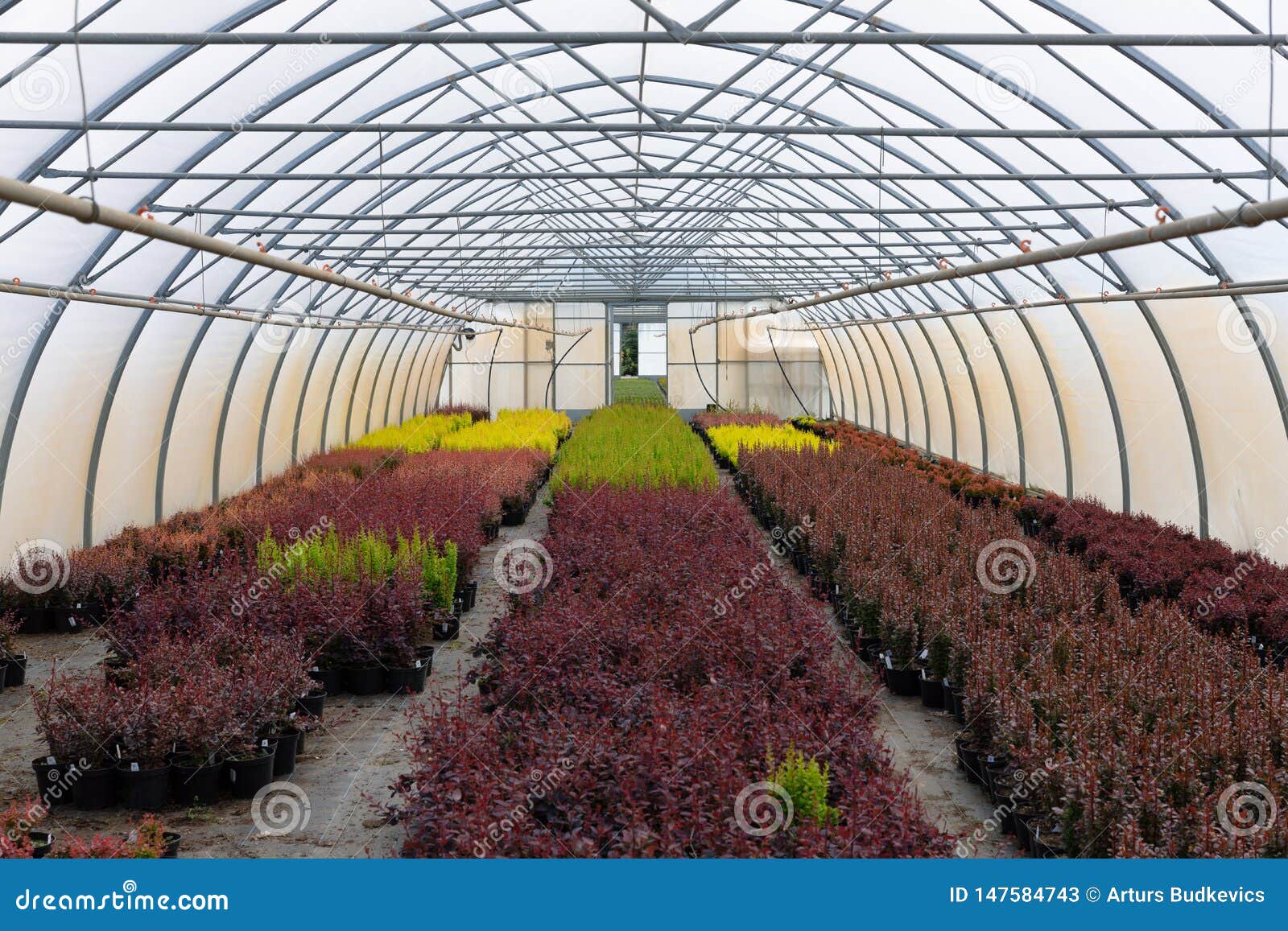 Rows of Young Tree Plants in a Nursery Greenhouse Store Stock Image ...