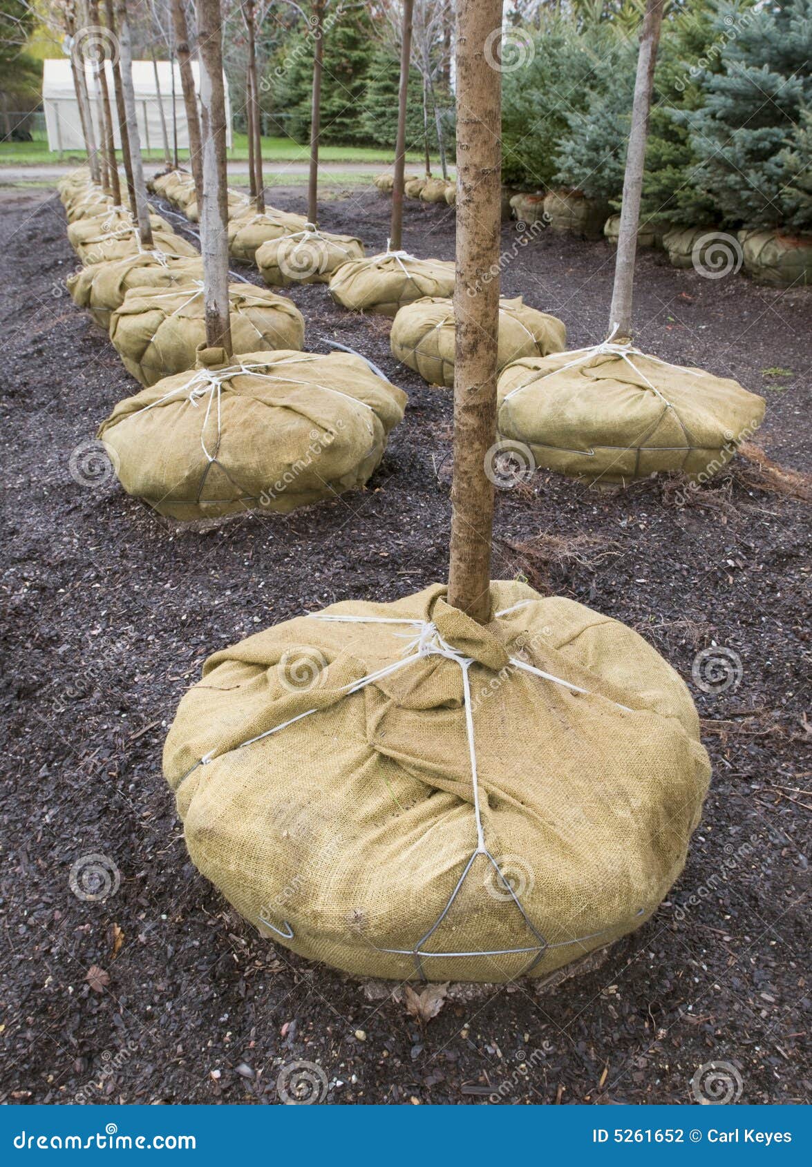 Rows of Young Trees stock photo. Image of agriculture - 5261652