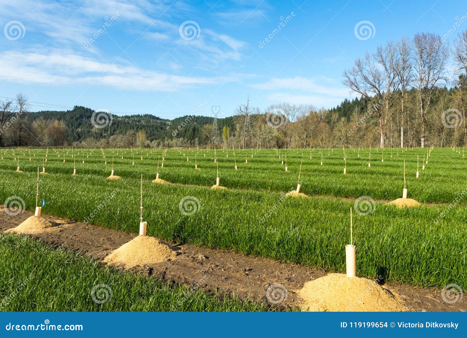 Rows of young trees stock photo. Image of agriculture - 119199654