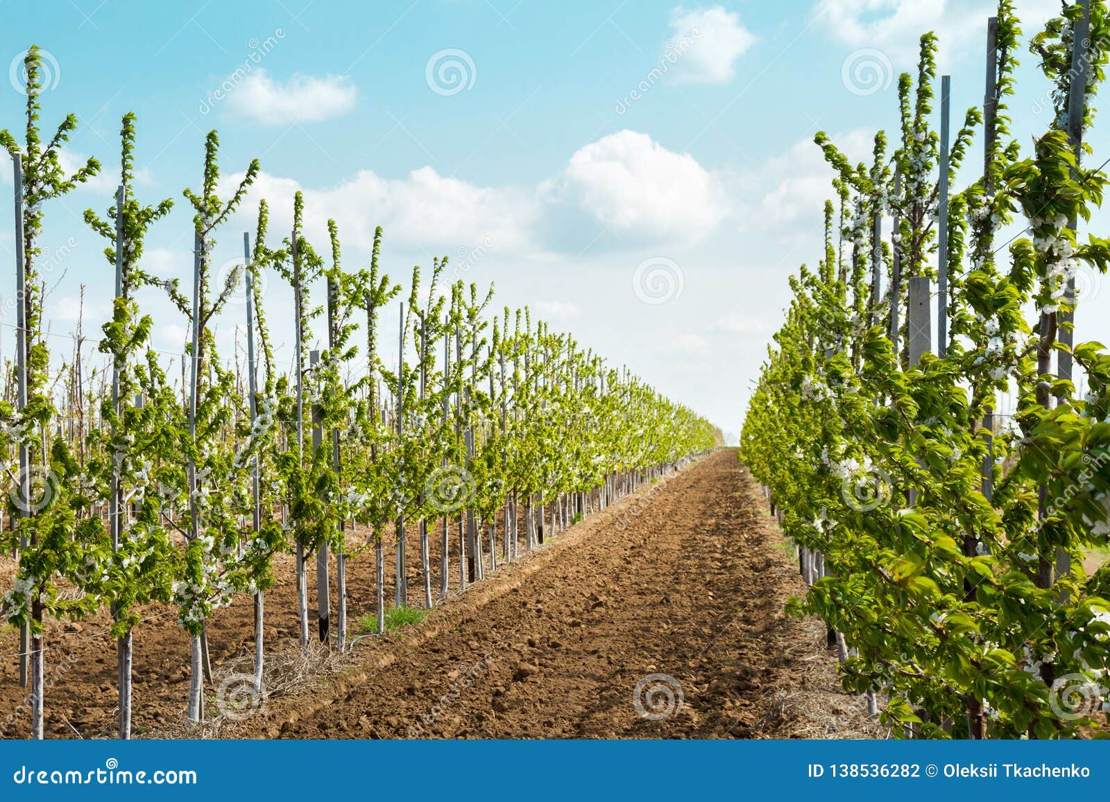 Rows of Young Trees in an Industrial Garden. Stock Photo - Image of ...