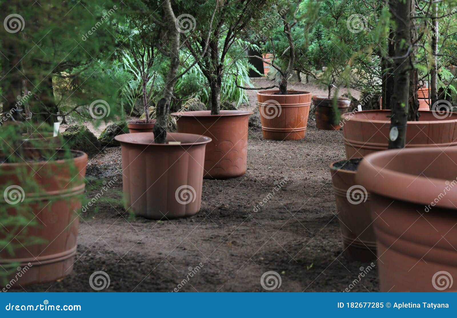 Rows of Young Trees in Plastic Pots on the Territory of the Plant ...