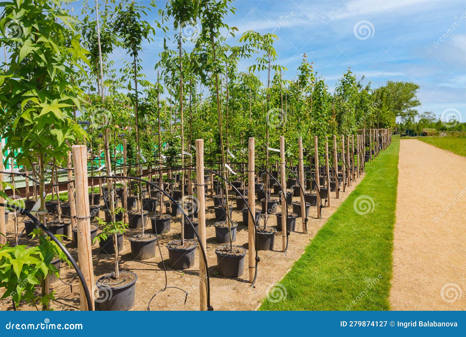 Rows of Young Trees in Plastic Pots with Water Irrigation System, Tree ...