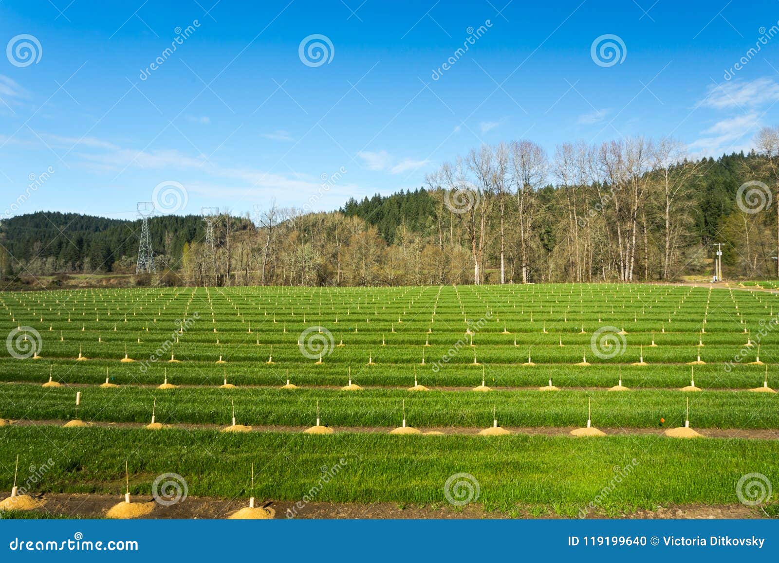 Rows of young trees stock photo. Image of field, young - 119199640