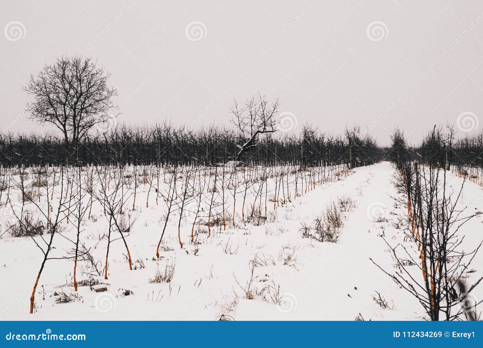 Rows of Young Trees in Winter Scenery Stock Image - Image of path, park ...