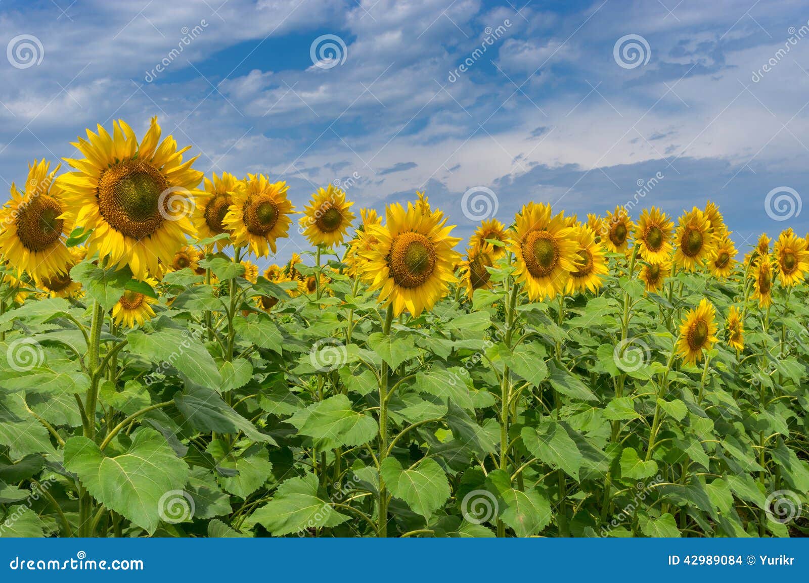Rows of Young Ukrainian Sunflowers Stock Photo - Image of agricultural ... Rows of Young Ukrainian Sunflowers Stock Photo - Image of agricultural ...