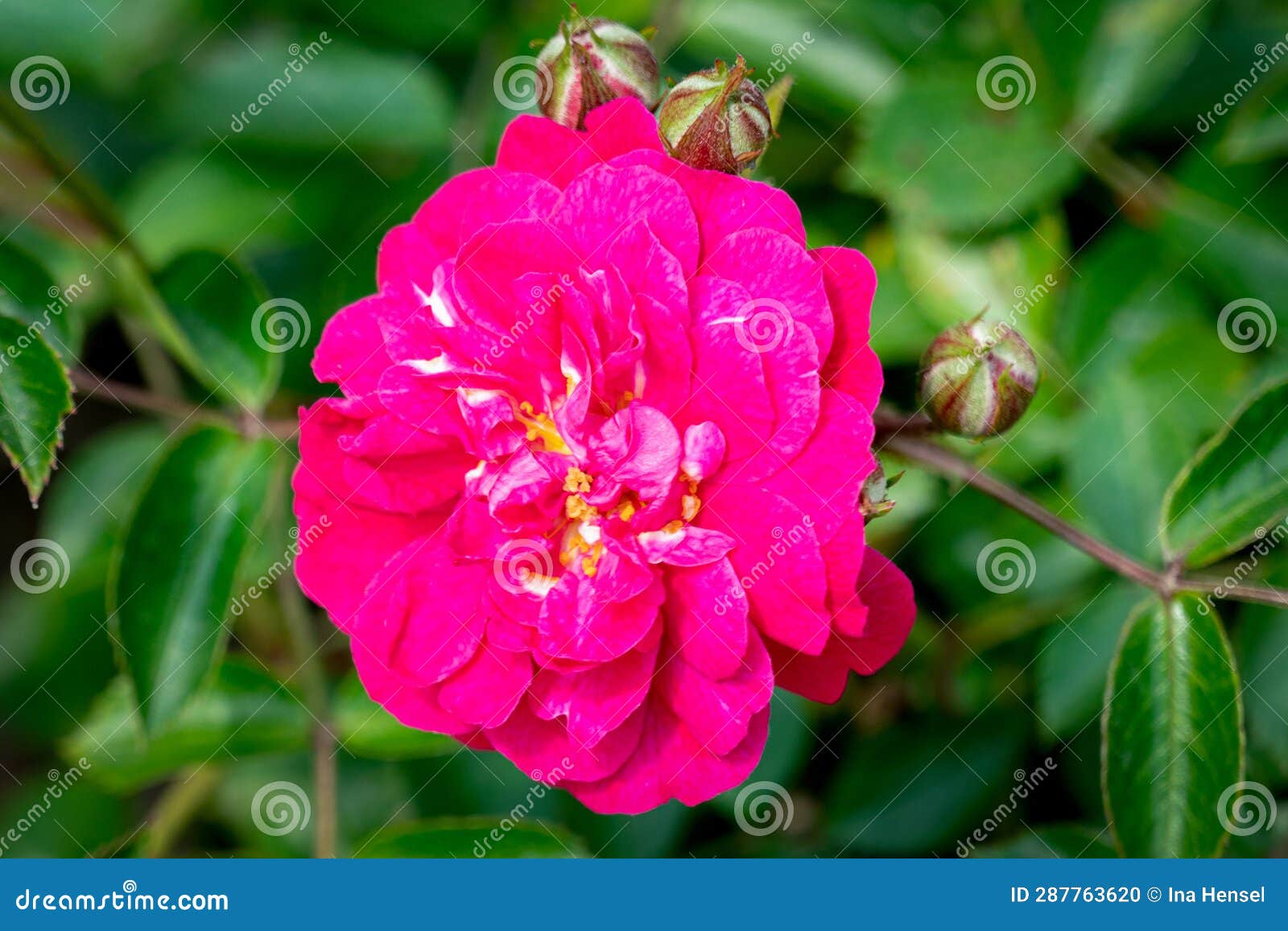 Roxy dwarf rose stock photo. Image of petals, pink, flowering - 287763620