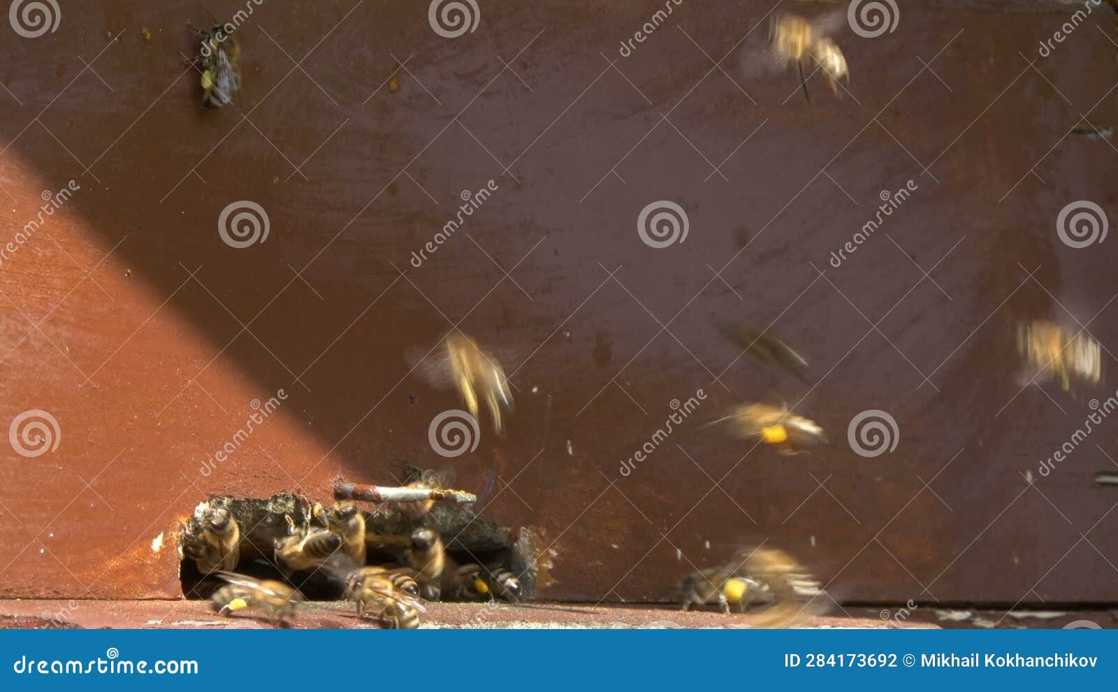 Roy of Bees Flies into a Beehive Stock Footage - Video of colony ...