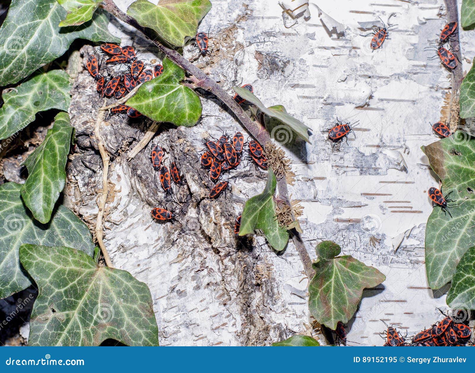Roy Red Insect on White Bark Tree Stock Image - Image of green, insects ...