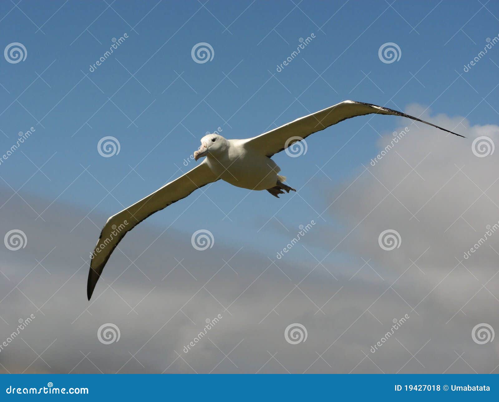 Royal Albatross with Blue Sky Stock Photo - Image of animal, royal ...