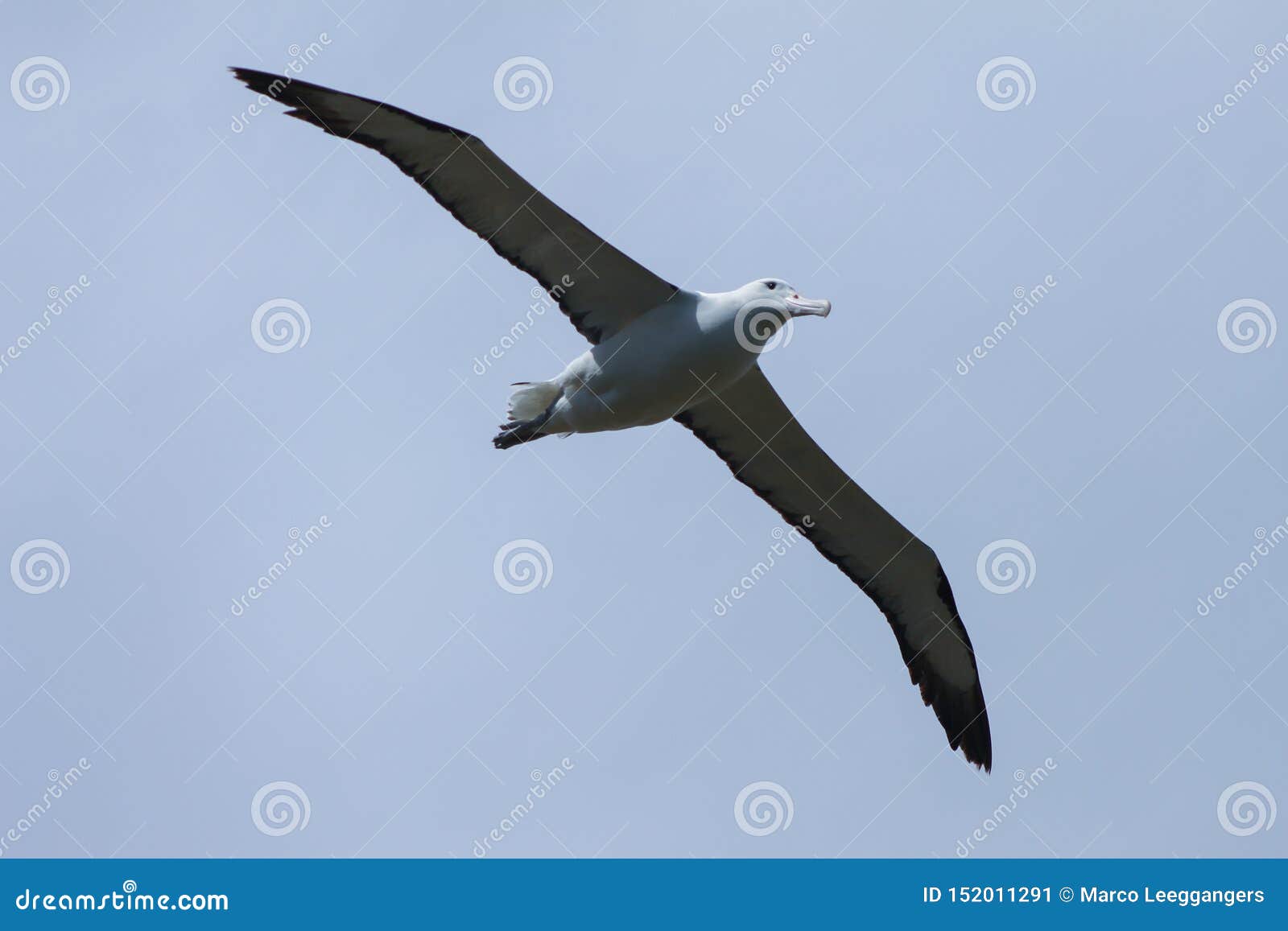 Royal Albatross Flying Around at Dunedin Coast Stock Image - Image of ...