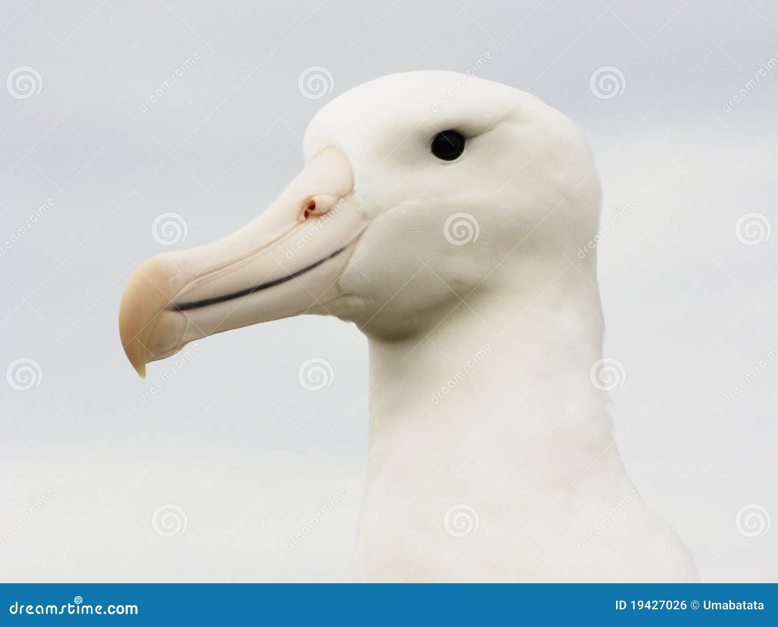 Royal Albatross Flying Around At Dunedin Coast Stock Image ...