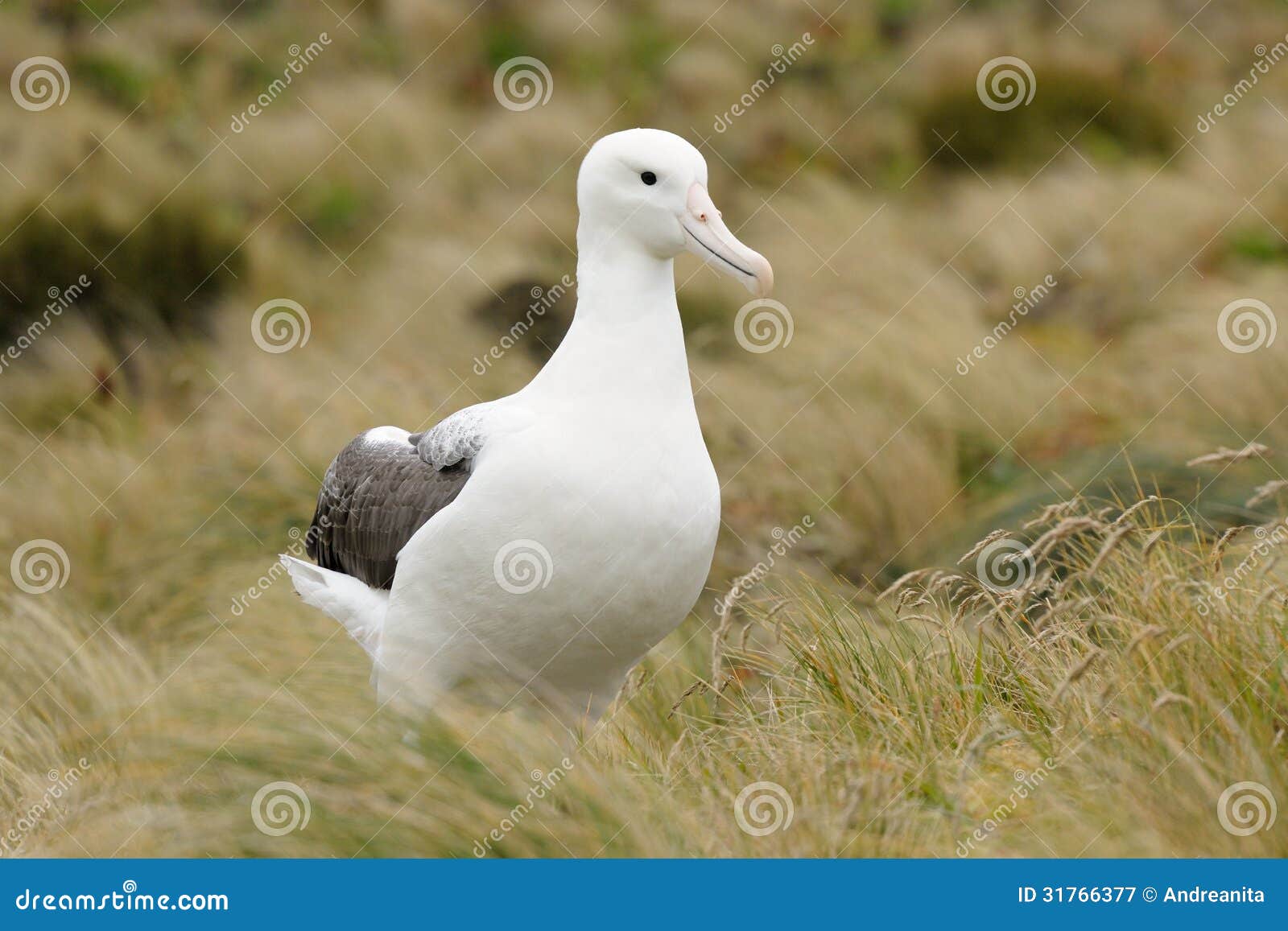 Royal Albatross stock image. Image of fauna, colors, colour - 31766377