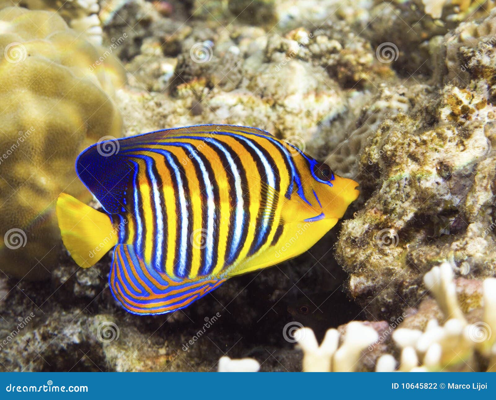 Royal angelfish stock photo. Image of outdoor, marine - 10645822