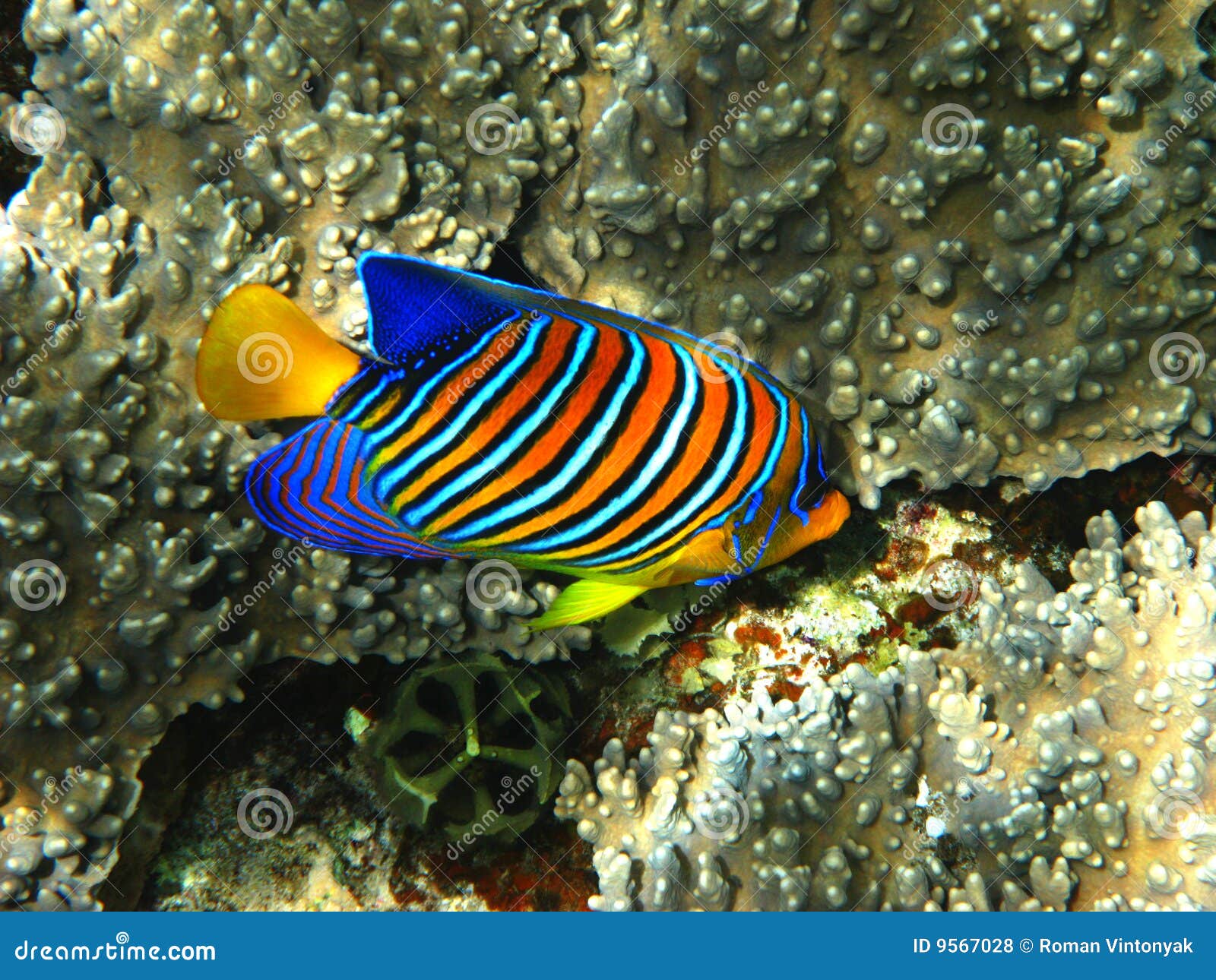 Royal angelfish stock photo. Image of reef, diacanthus - 9567028