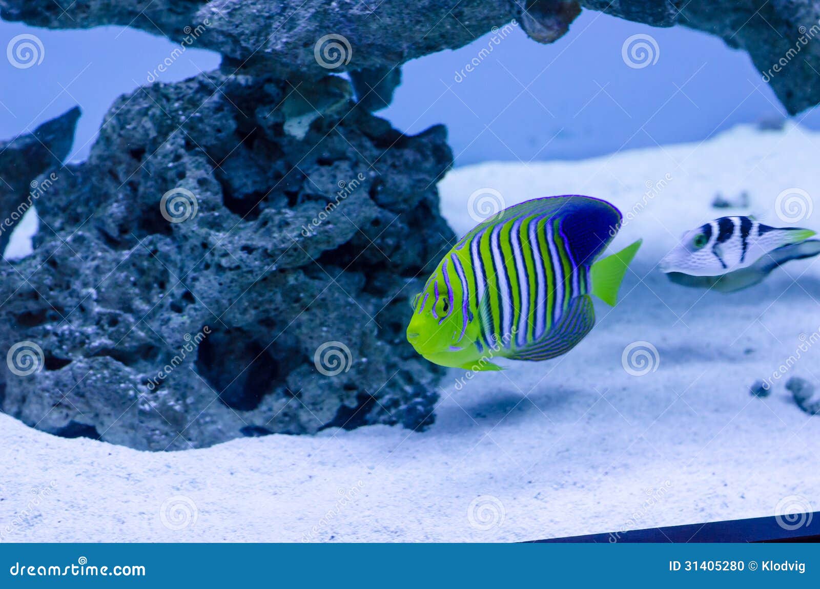 Royal Angelfish Stock Photography | CartoonDealer.com #31405280