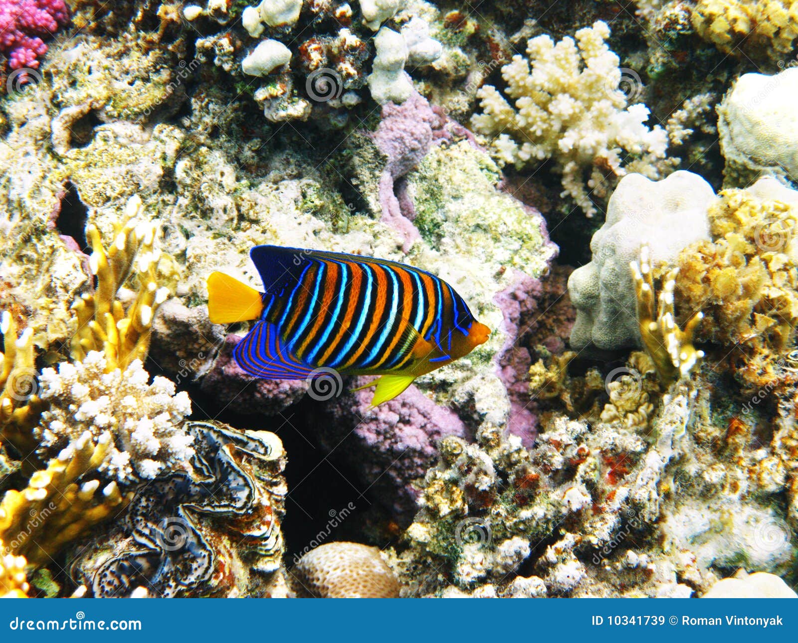 Royal Angelfish and Coral Reef Stock Image - Image of scuba, nature ...