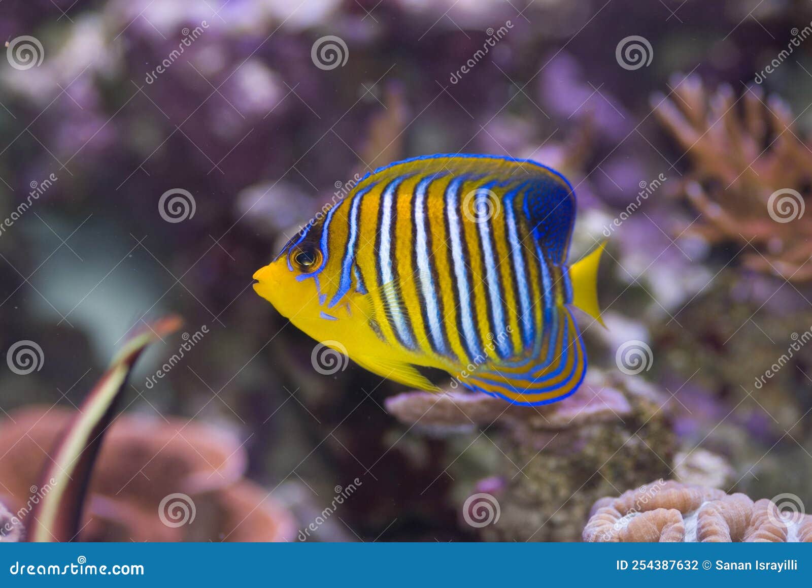 Royal angelfish stock photo. Image of angel, angelfish - 254387632