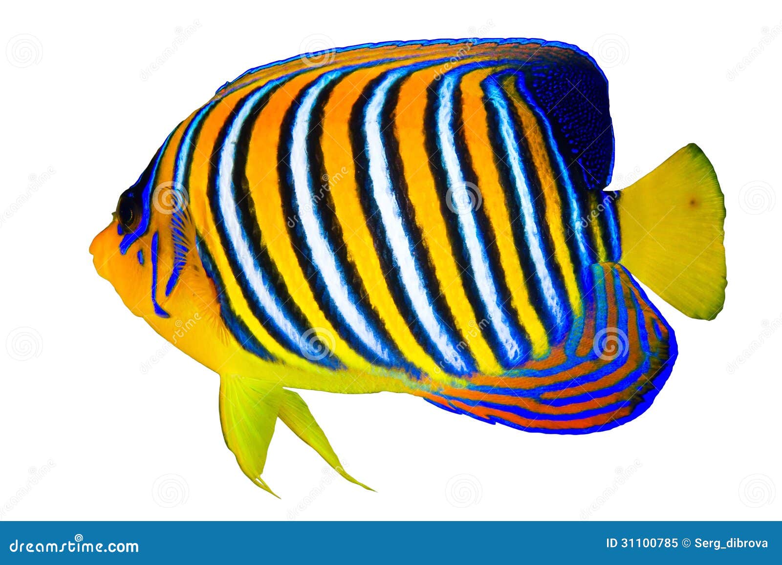Royal Angelfish Royalty-Free Stock Photo | CartoonDealer.com #29680371
