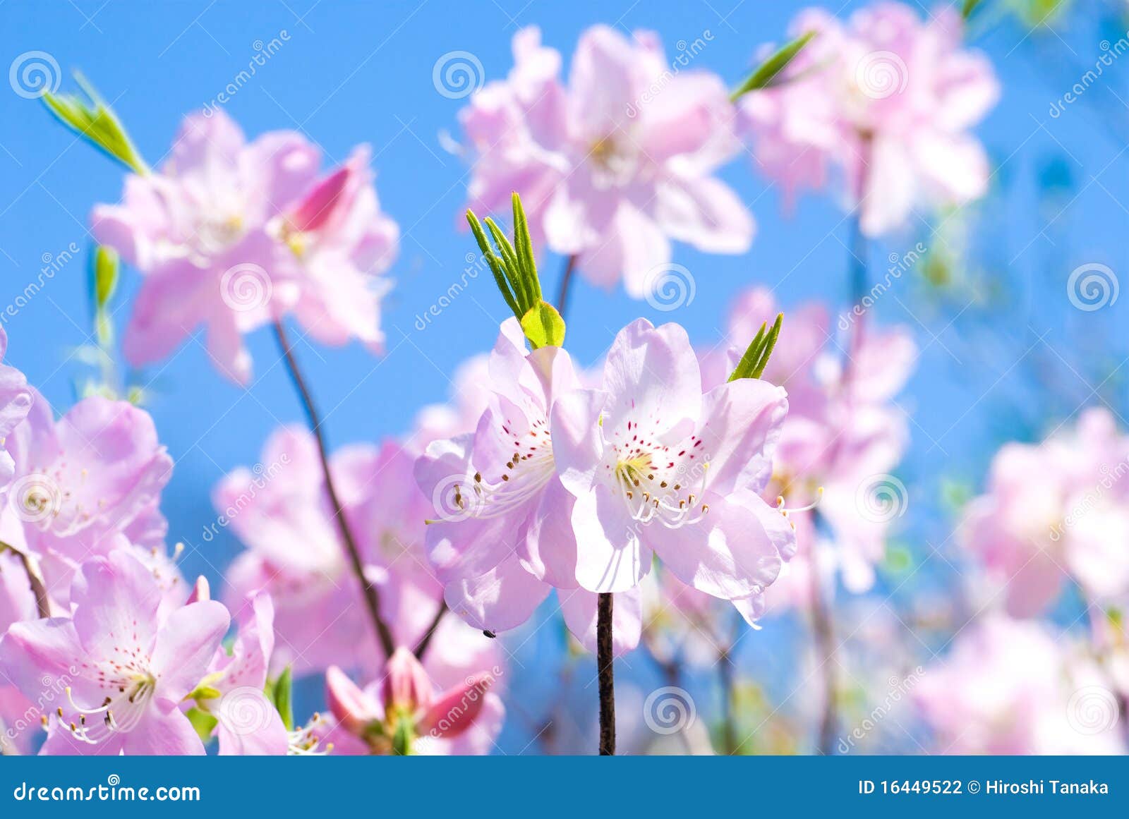 Royal azalea stock photo. Image of bright, blossoms, floral - 16449522