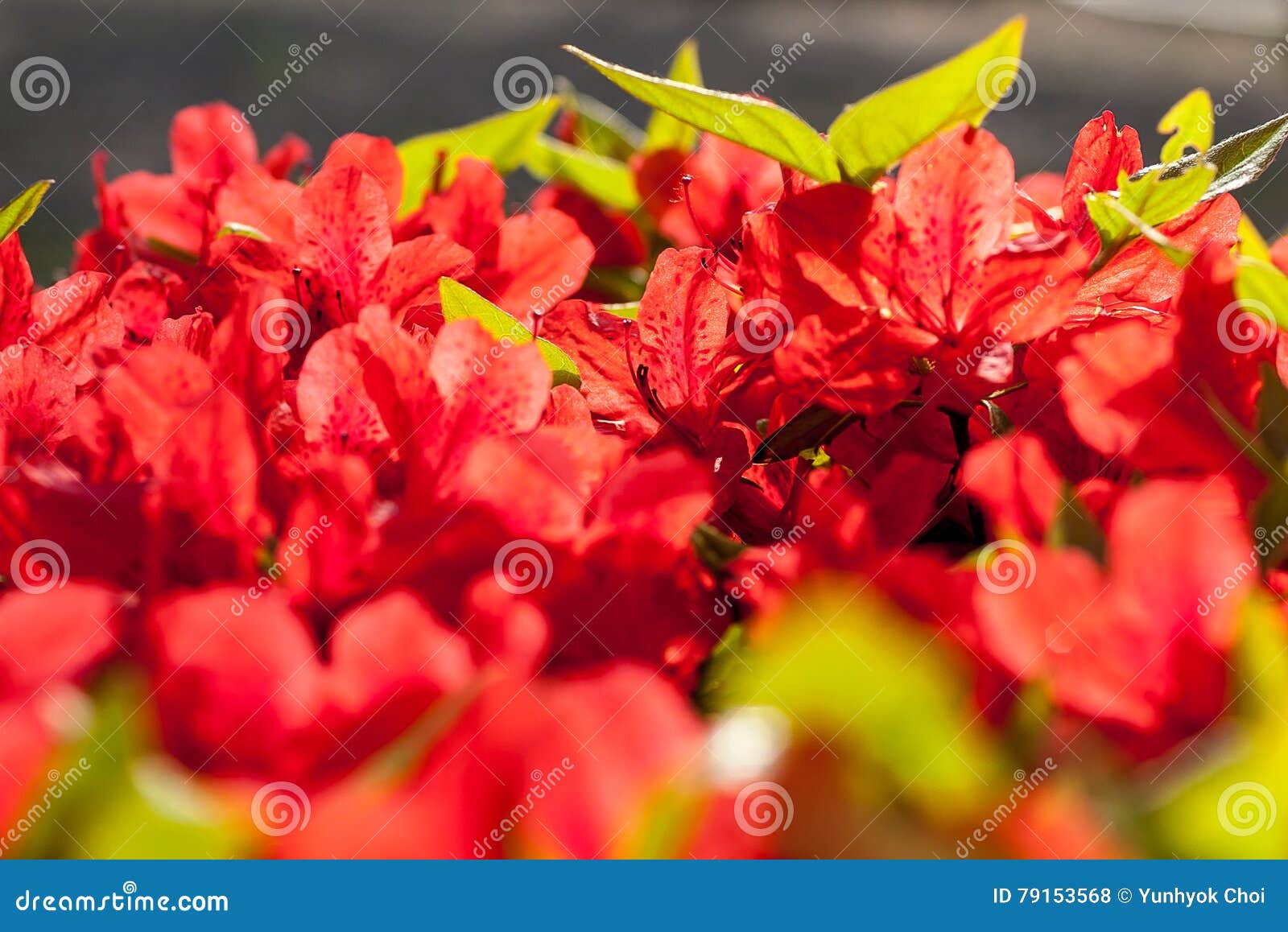 Royal azalea stock photo. Image of azaleas, flower, azalea - 79153568