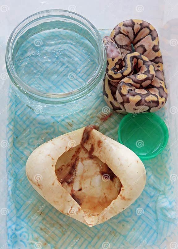 Royal / Ball Python Baby Snake Stock Image - Image of small, python ...