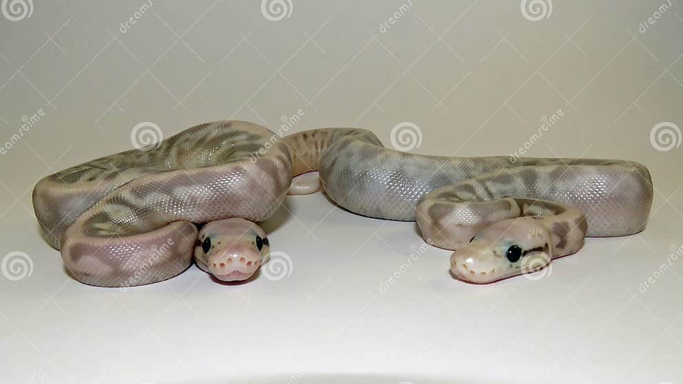 Royal / Ball Python Baby Snakes Stock Image - Image of plain, patterned ...