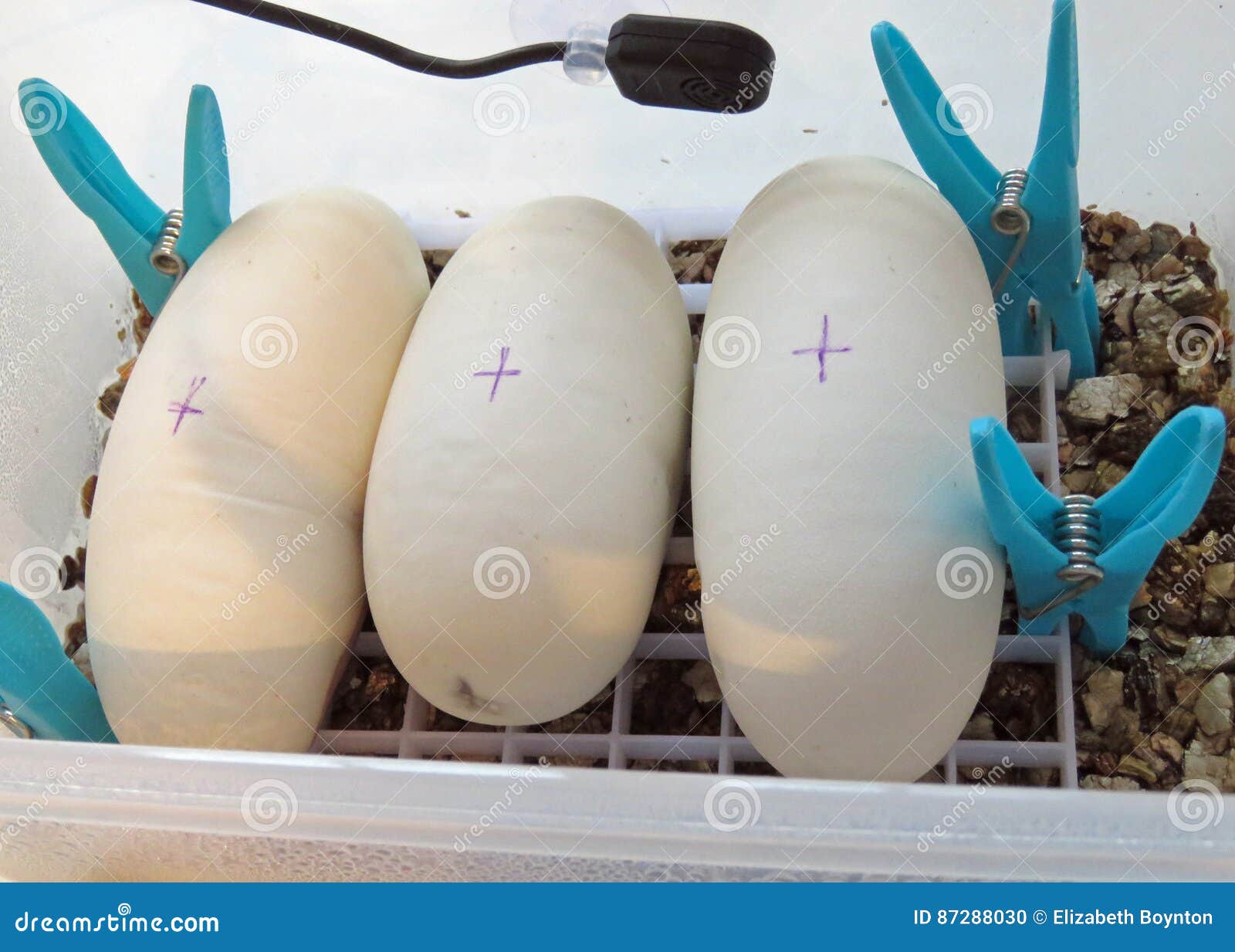 Royal / ball python eggs stock photo. Image of vertebrate - 87288030